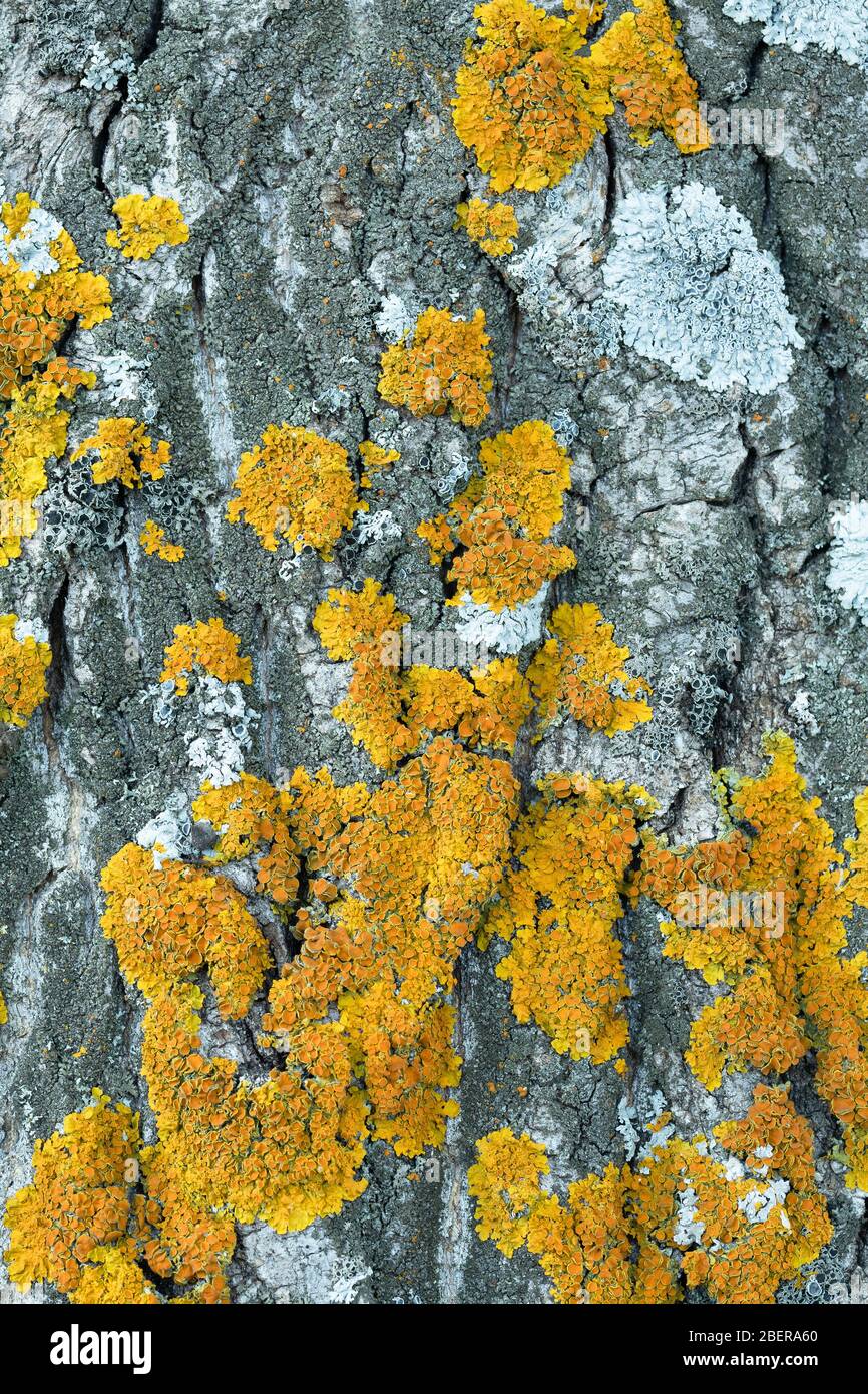 Lichen grows on tree hi-res stock photography and images - Alamy
