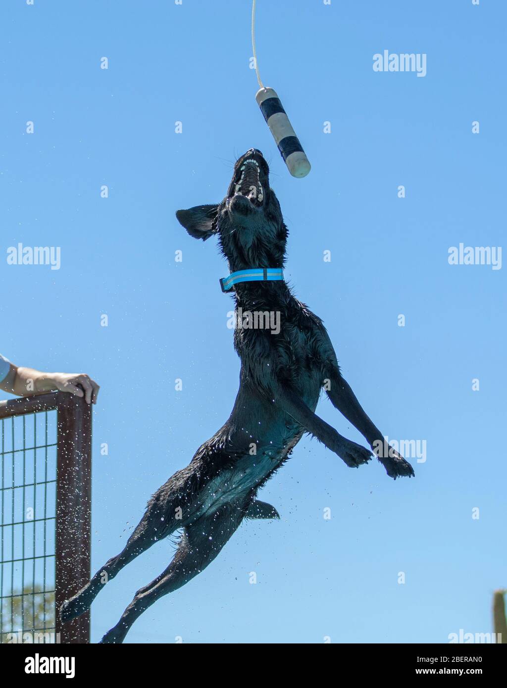Black lab in mid-air about to catch a toy at a dock diving event Stock ...