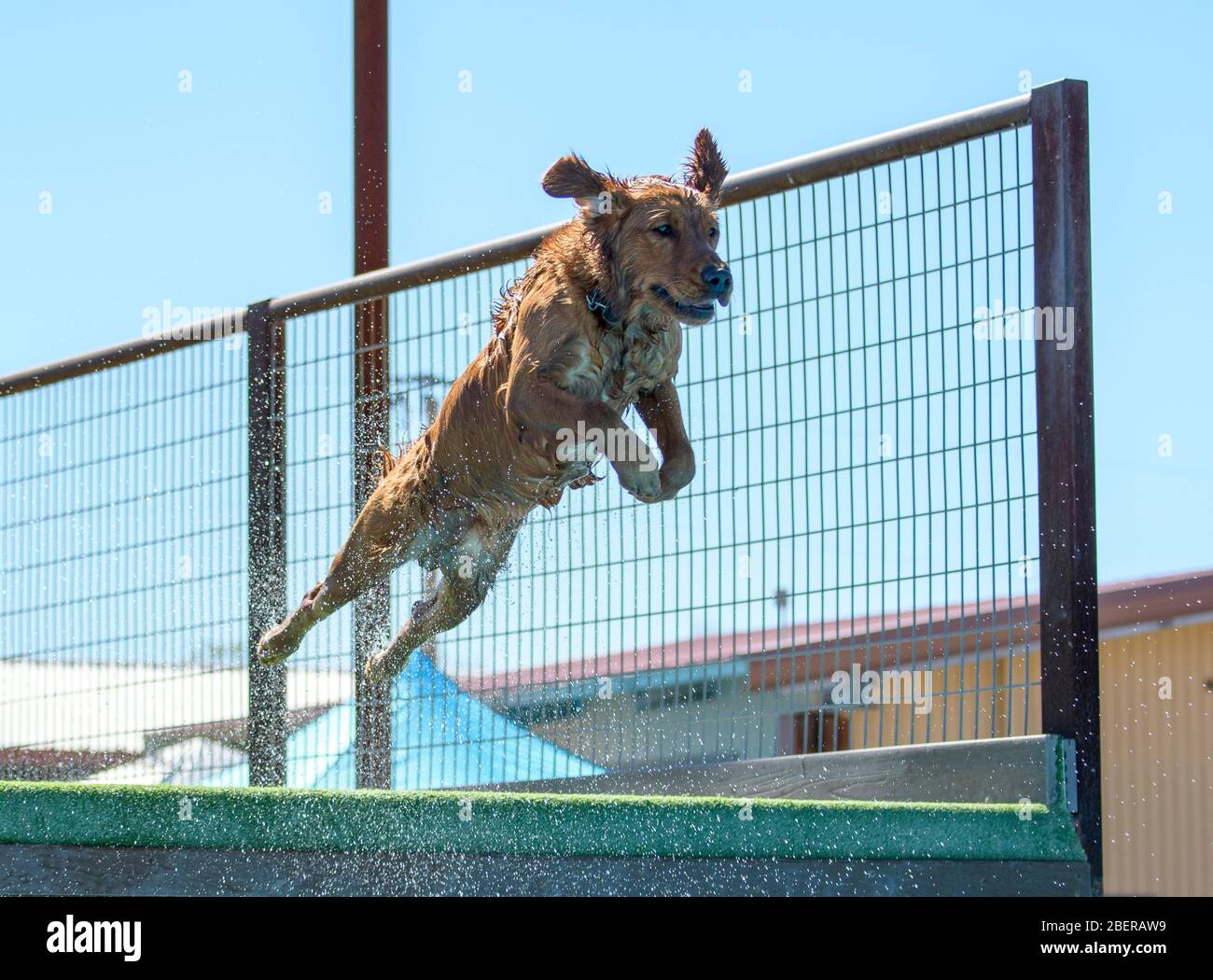 Golden retriever jumping off a dock into a swimming pool Stock Photo ...