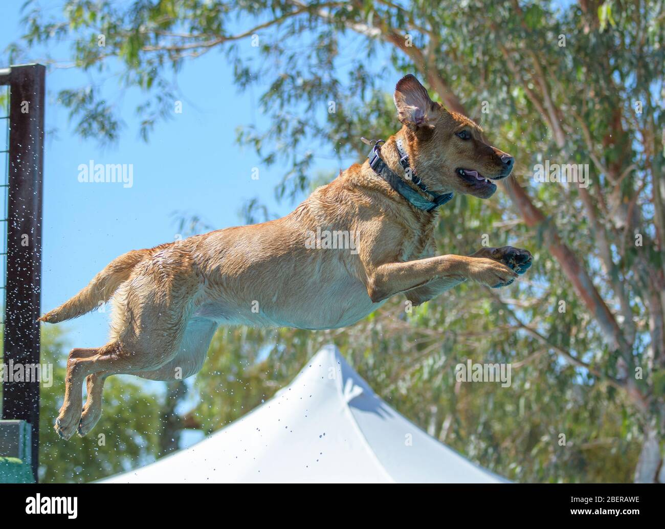Lab jumping in water hi-res stock photography and images - Alamy