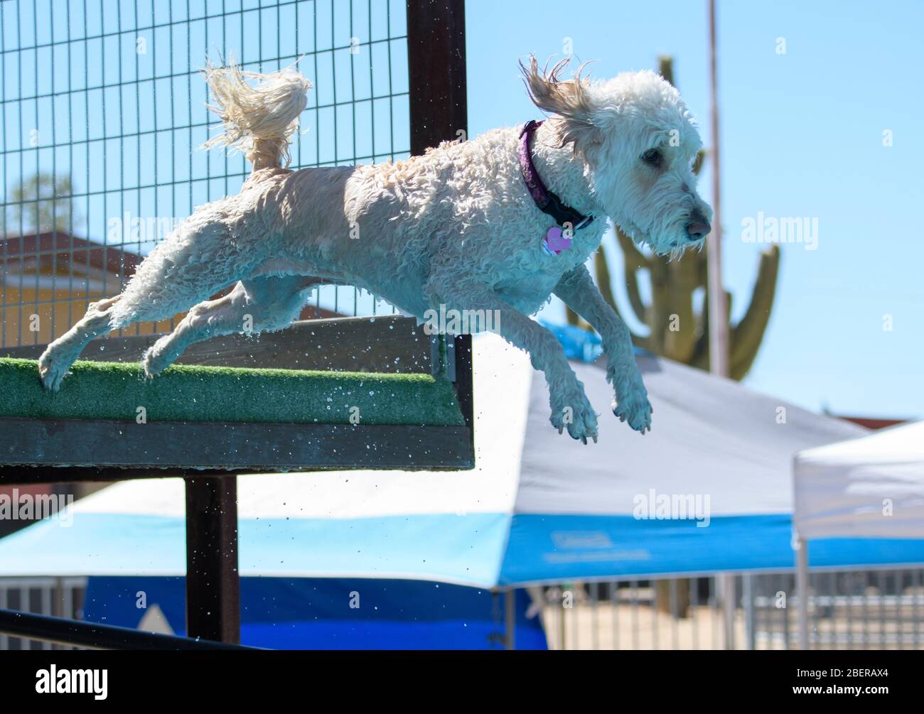 White standard poodle jumping off a dock into a swimming pool Stock ...