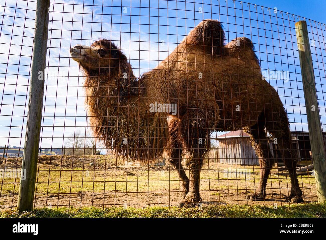 Brown domestic bactrian camel hi-res stock photography and images - Alamy