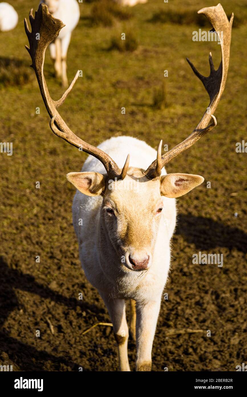 White roe hi-res stock photography and images - Alamy