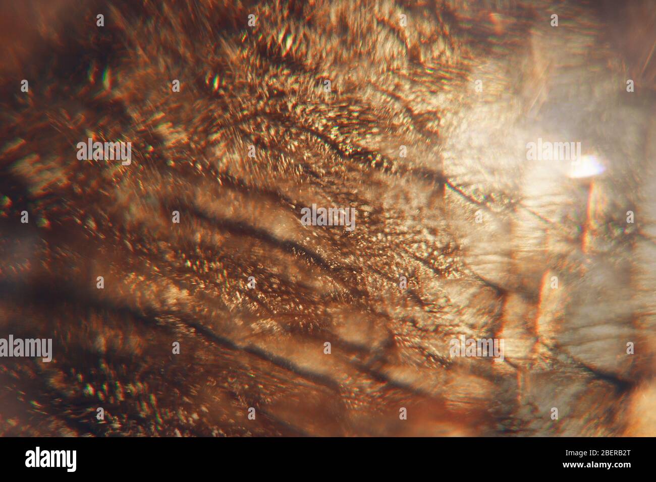 Light gold texture hi-res stock photography and images - Alamy