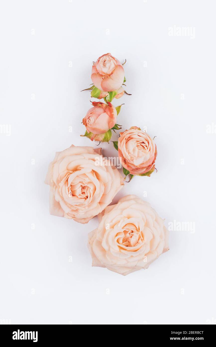 Spring background. Rose flowers on a white background Stock Photo - Alamy