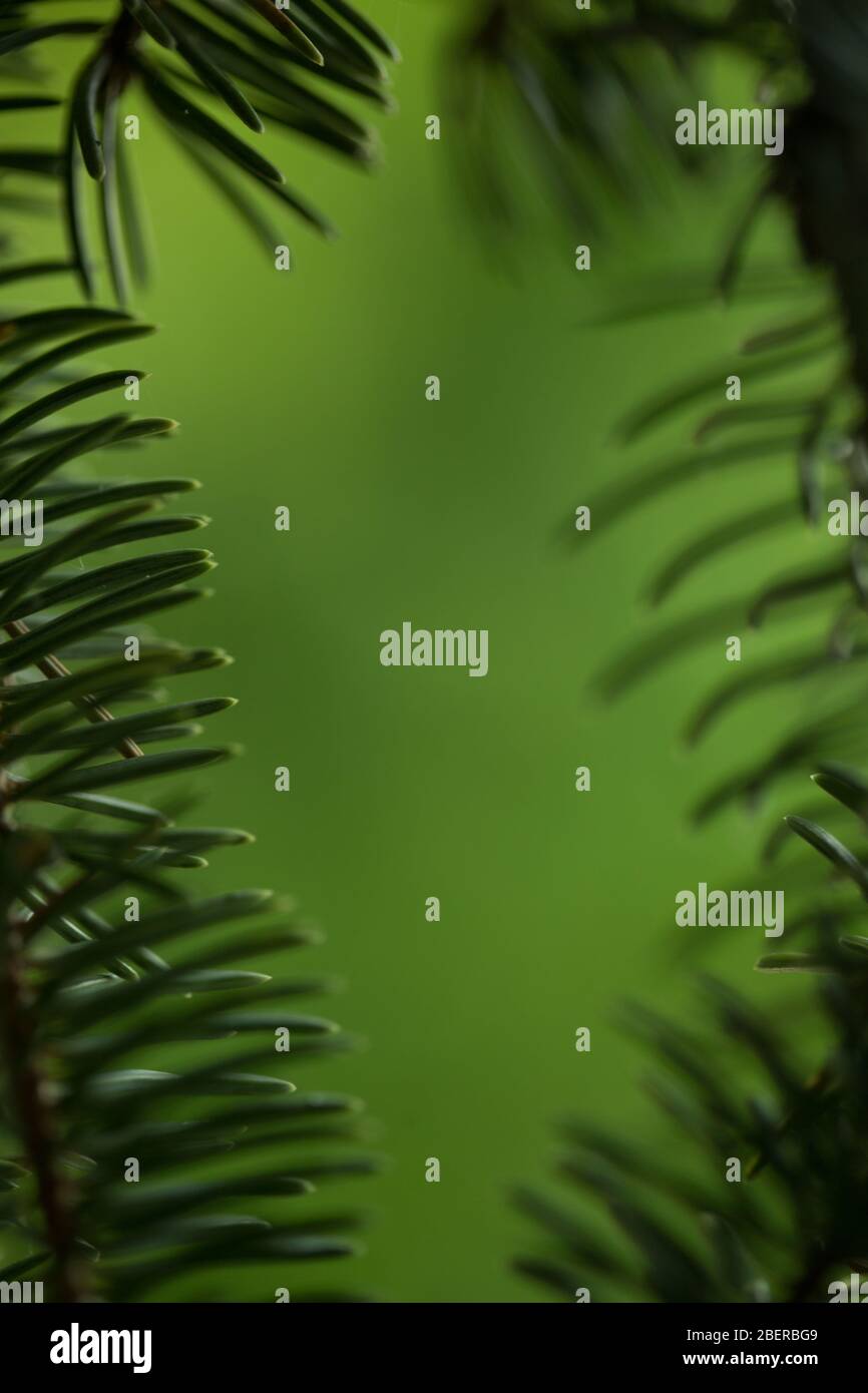 A natural frame placed directly on the tree Stock Photo - Alamy