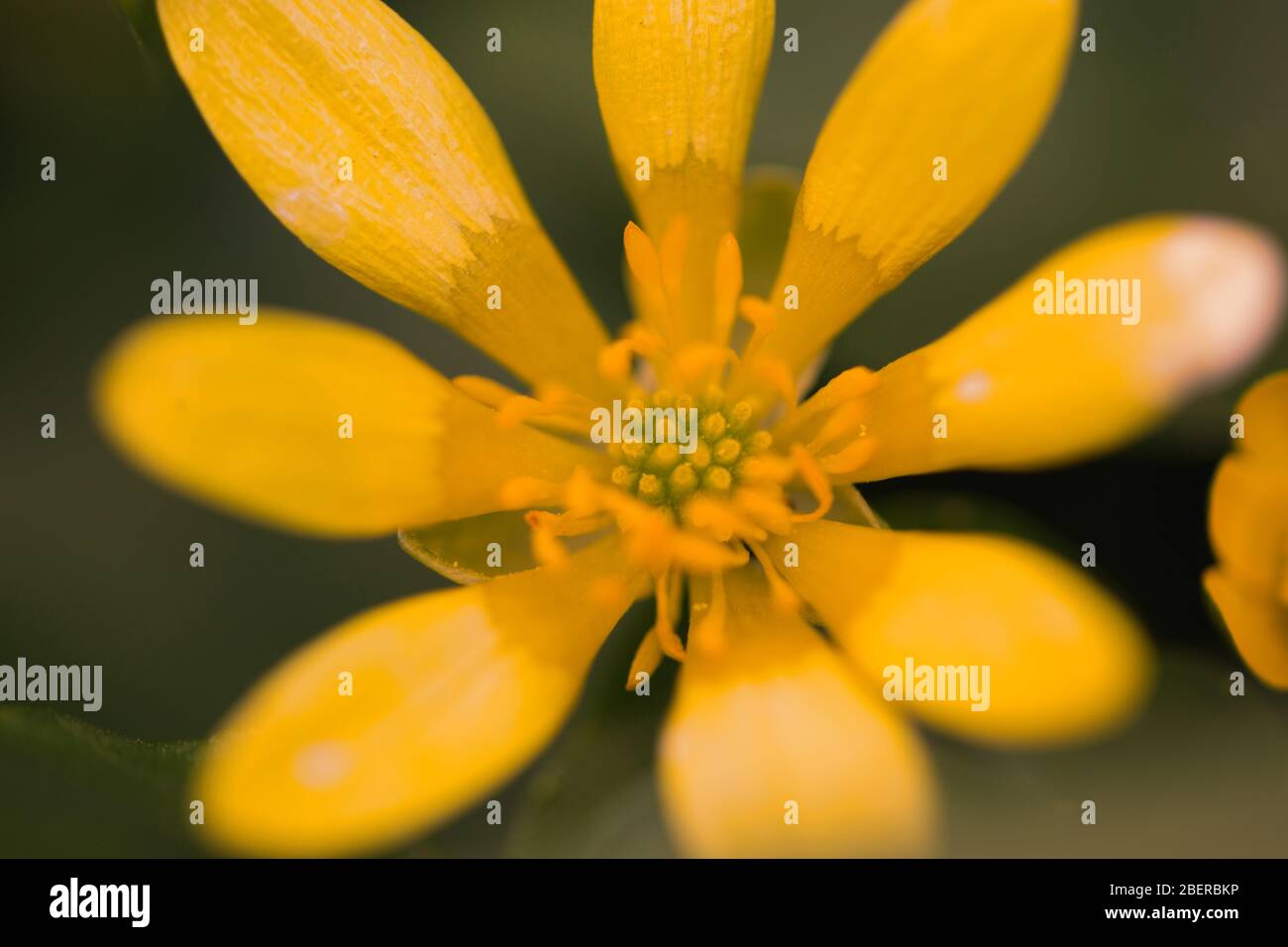 Focused shot of flower hi-res stock photography and images - Alamy