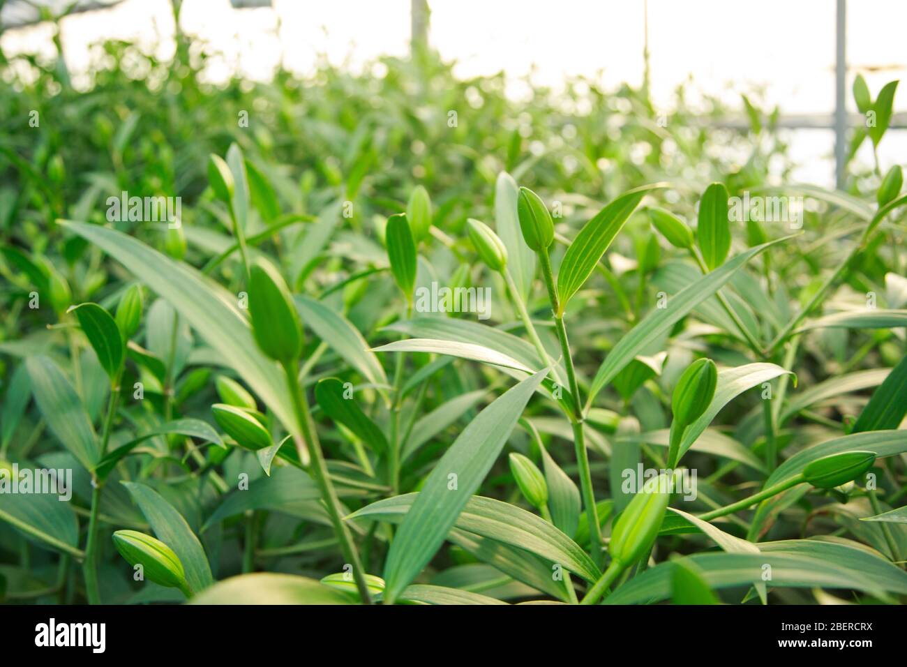 Lily structure hi-res stock photography and images - Alamy