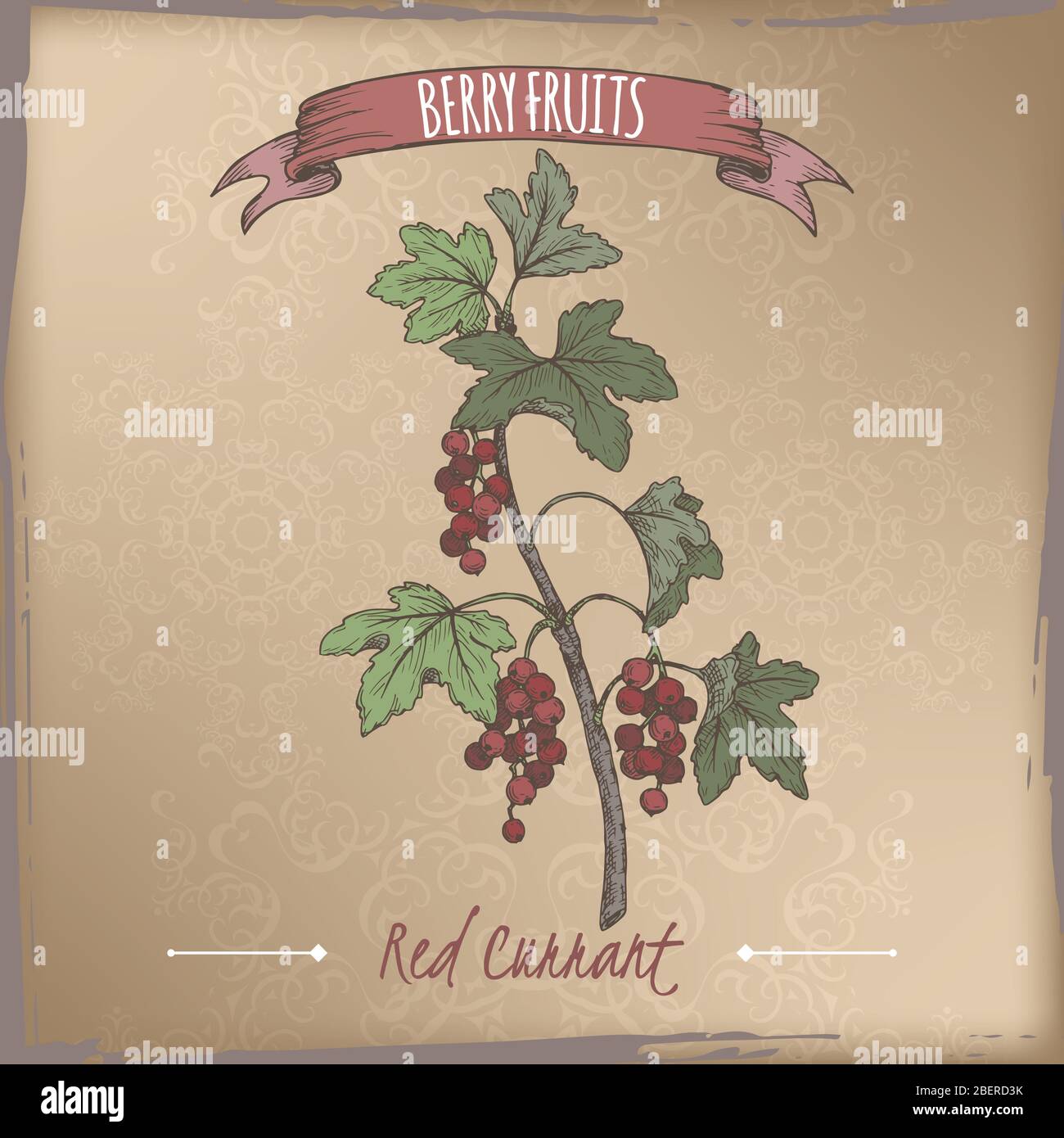 Red currant aka Ribes rubrum branch color sketch on vintage background ...