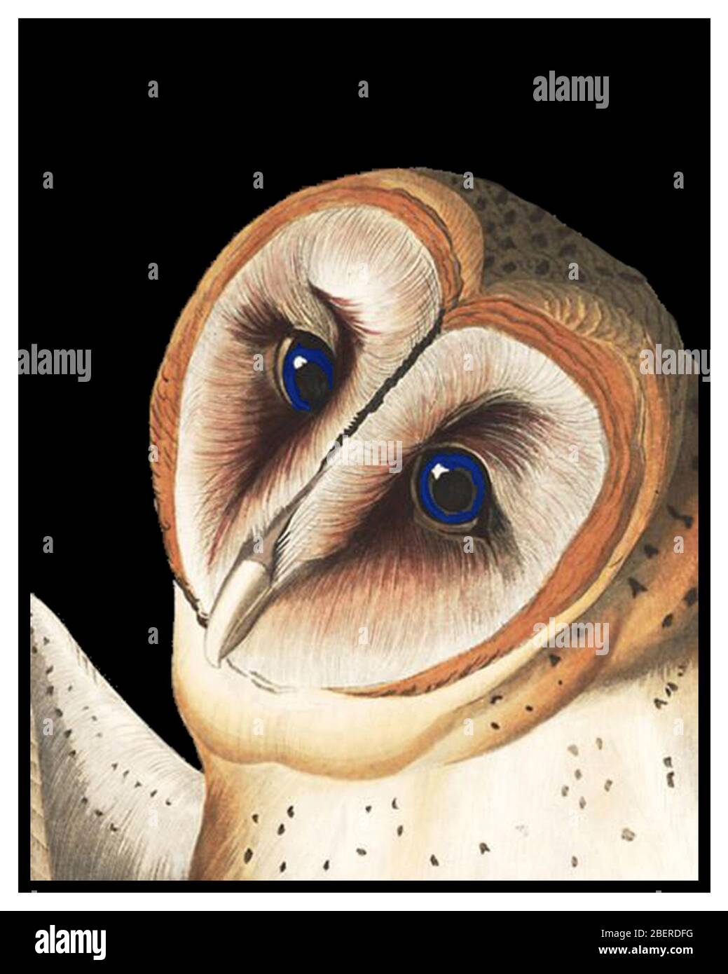 animal, illustration, bird, nature, background, art, design, drawing ...