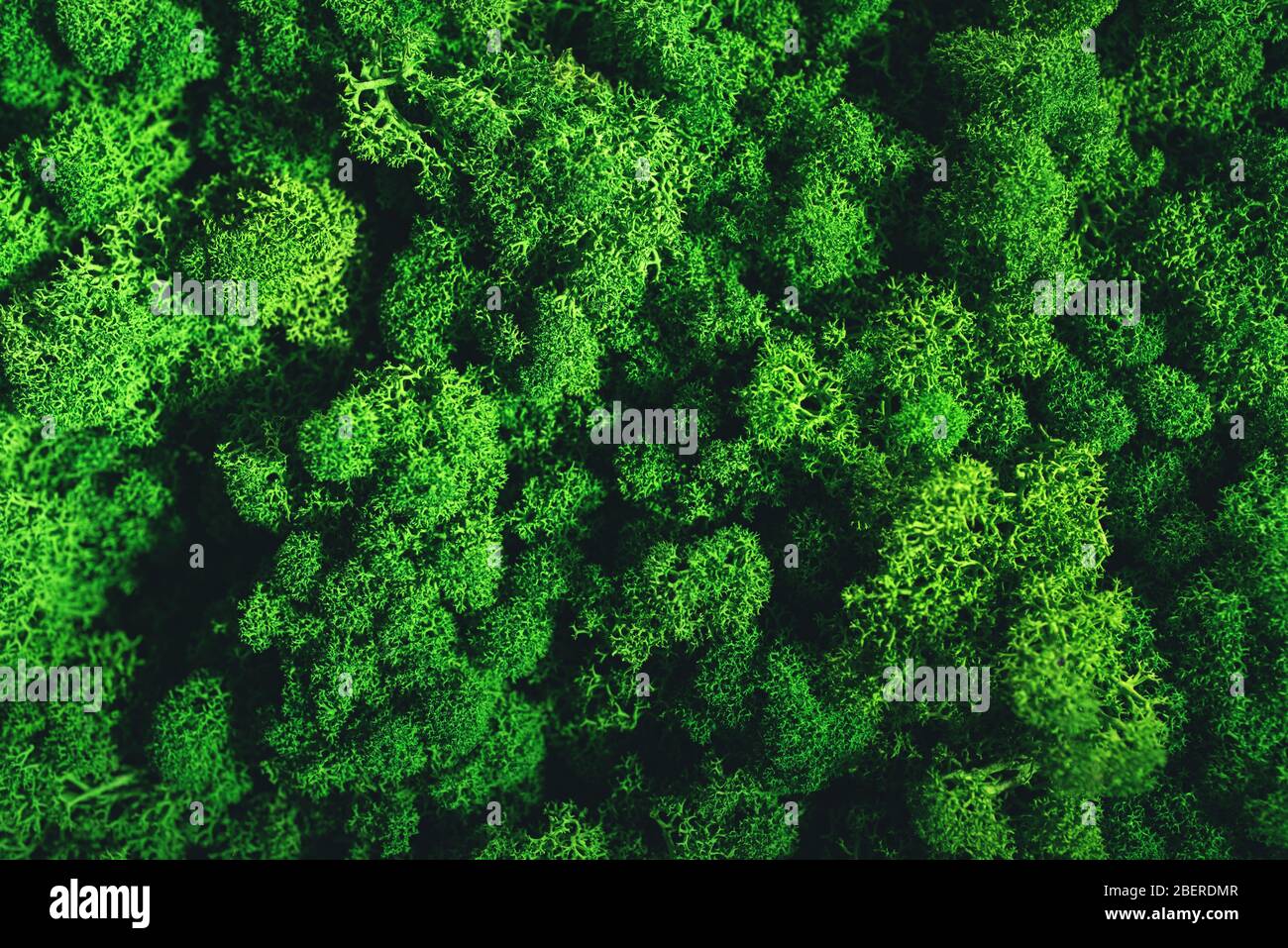 Surface of stabilized moss close-up Stock Photo - Alamy