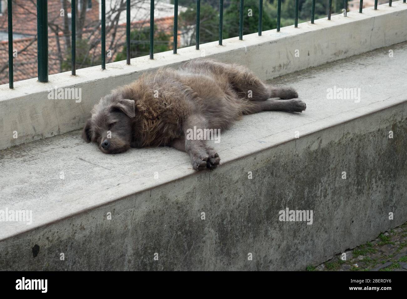Dog asleep on a wall Stock Photo - Alamy