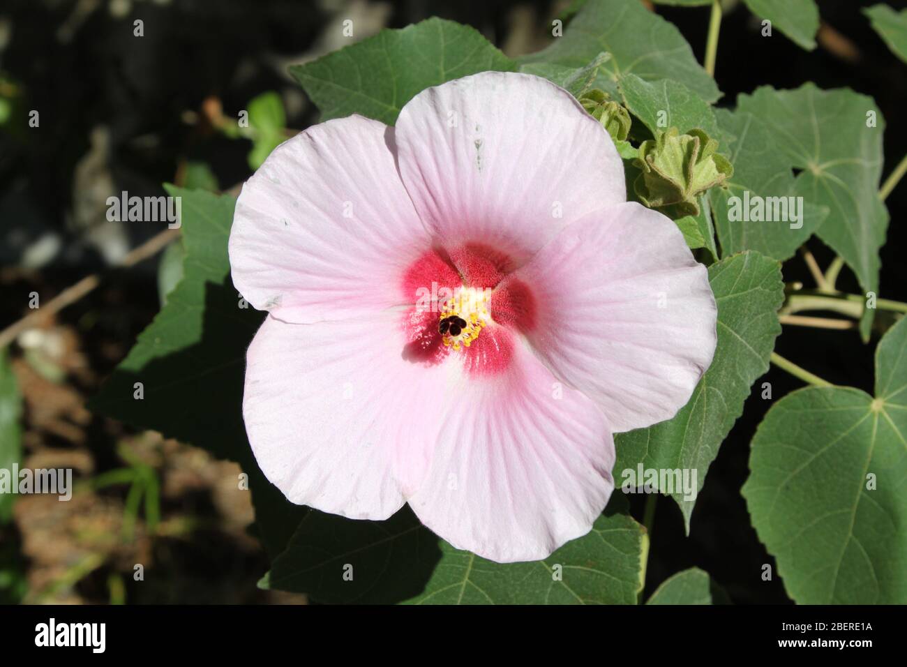 Beautiful flowers of Costa Rica Stock Photo - Alamy