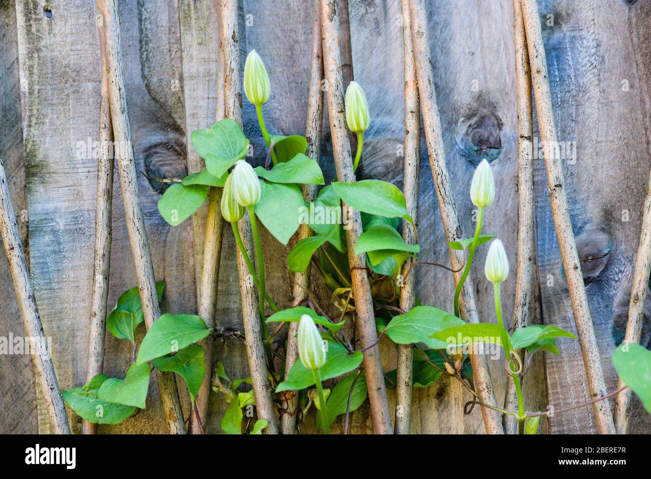 Clematis Buds High Resolution Stock Photography and Images - Alamy