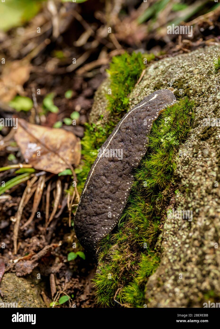 Endemic Cuban Steak Slug (Veronicella tenax), Sierra Maestra, Granma ...