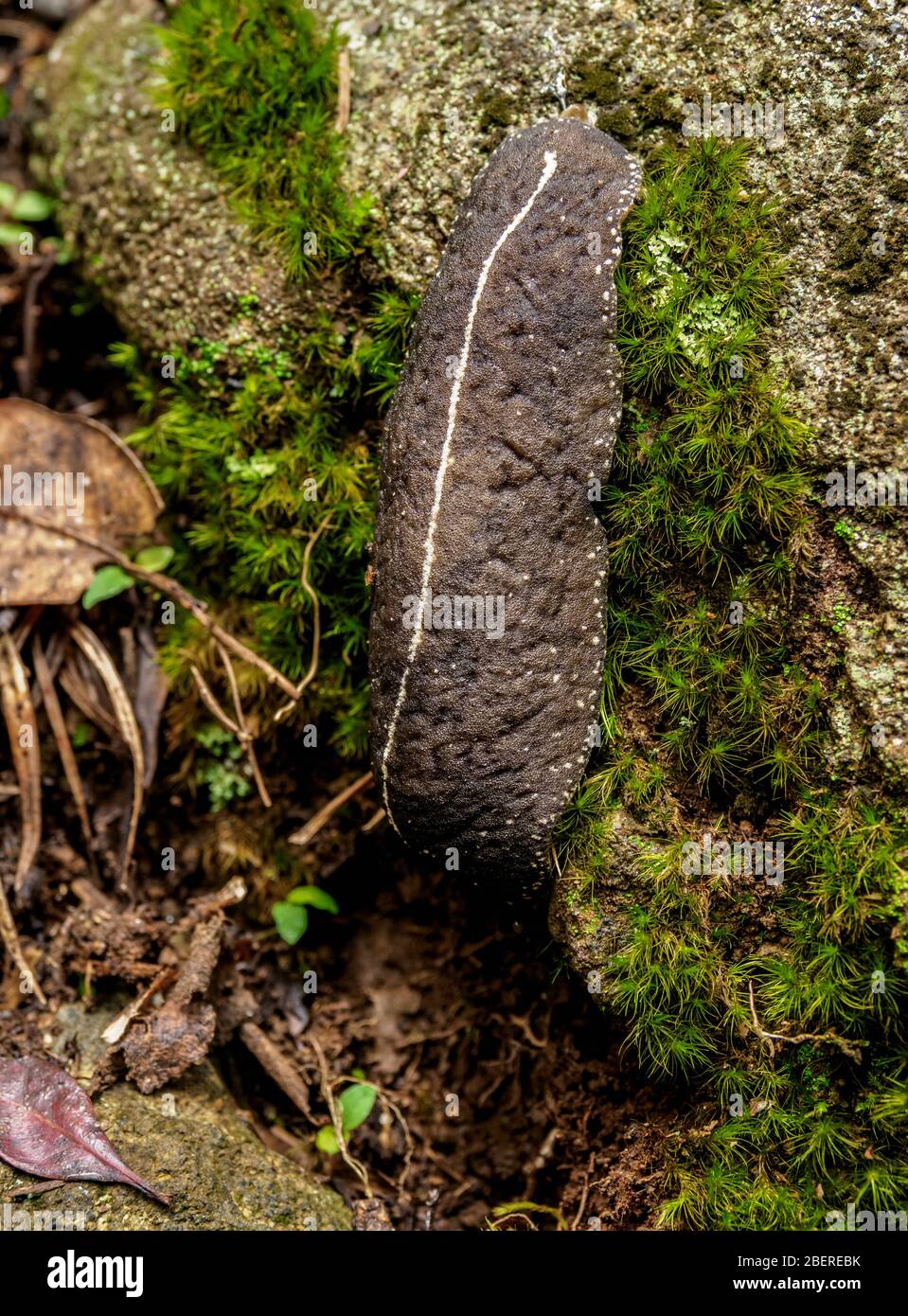 Endemic Cuban Steak Slug (Veronicella tenax), Sierra Maestra, Granma ...