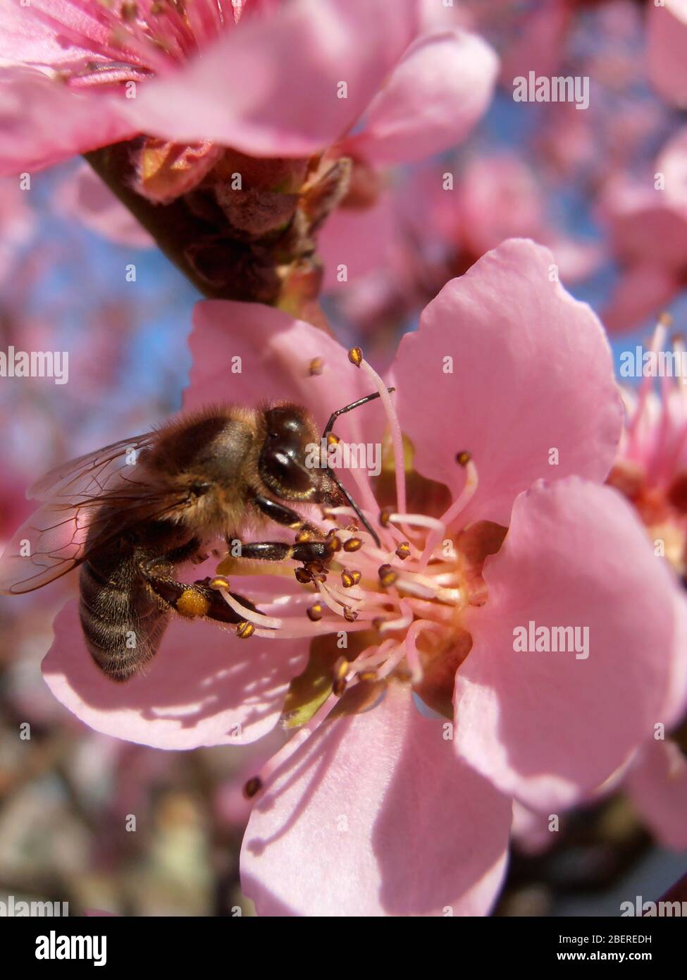 Peach blossoms tree hi-res stock photography and images - Alamy