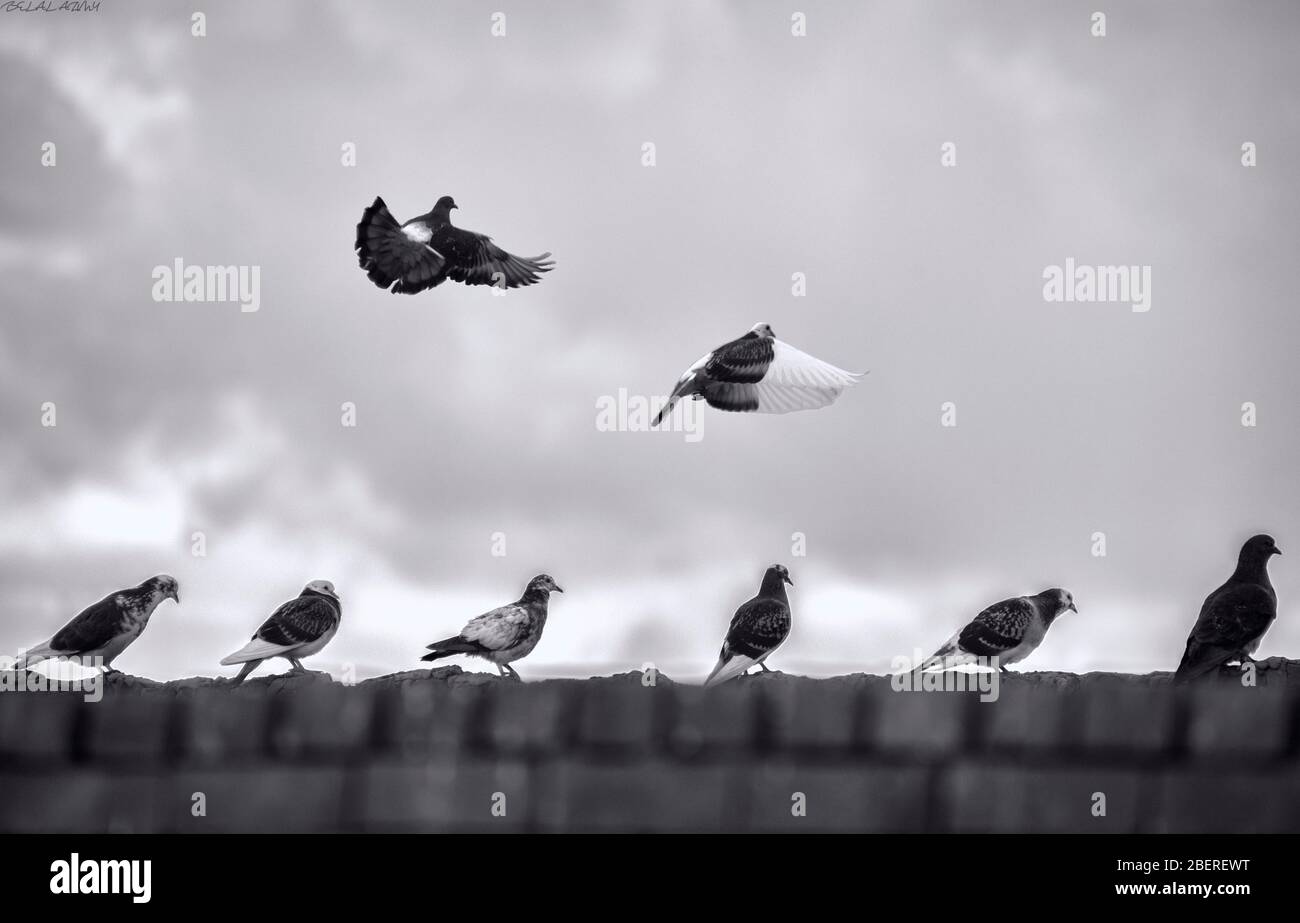 Pigeons Flying Away
