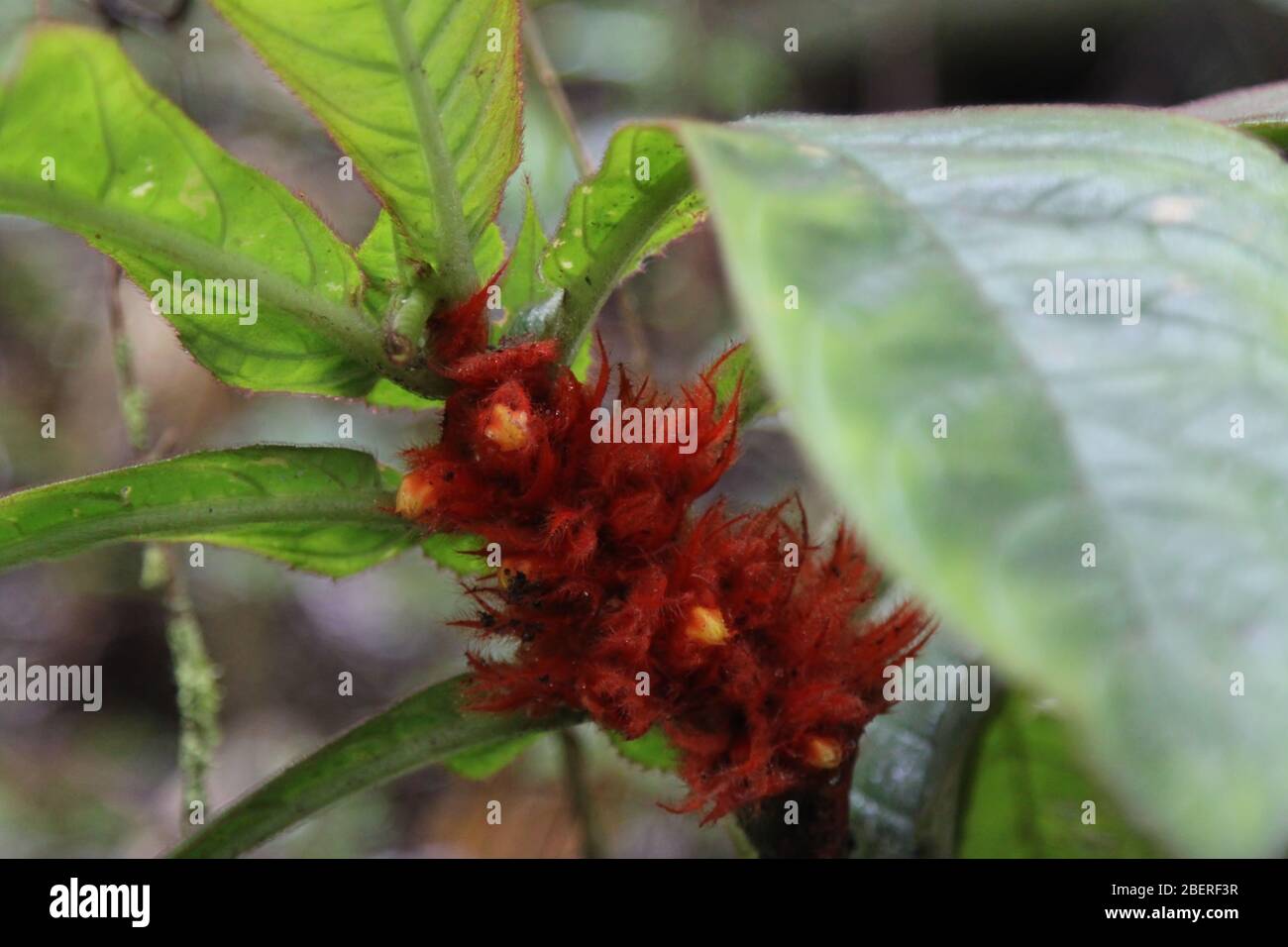 Beautiful flowers of Costa Rica Stock Photo - Alamy