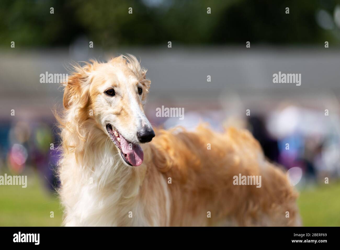 Red borzoi outdoor on dog show at summer, russian sighthound ...