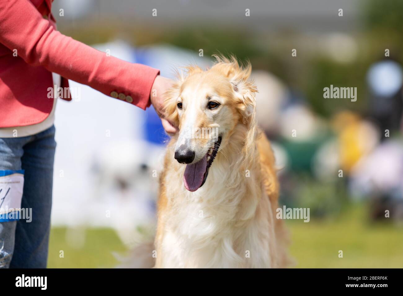 Red borzoi outdoor on dog show at summer, russian sighthound ...