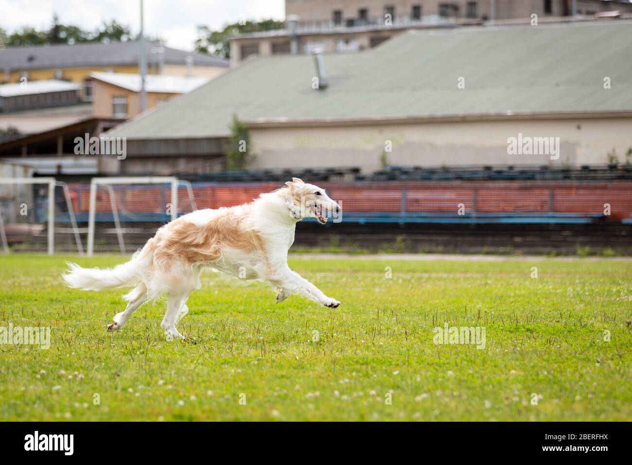 Russian dog show hi-res stock photography and images - Alamy