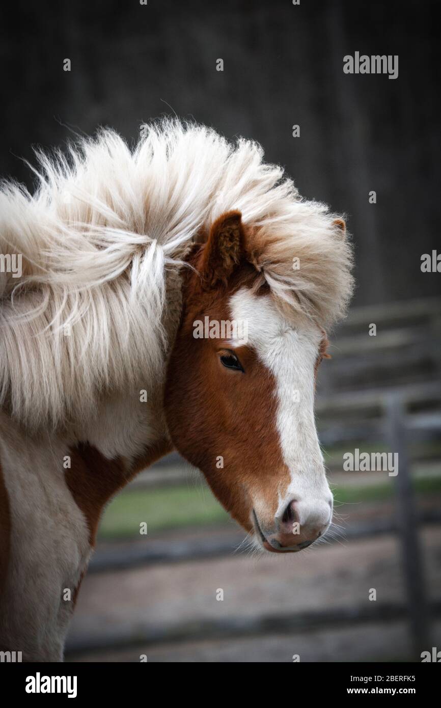 Chestnut pinto Icelandic filly Stock Photo - Alamy