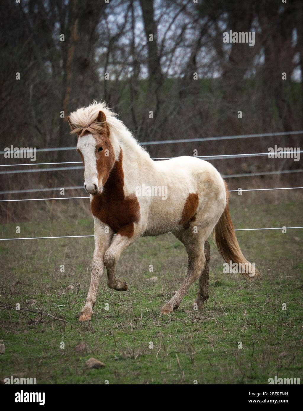Chestnut pinto Icelandic filly Stock Photo - Alamy