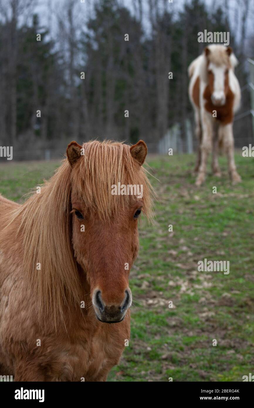 Chestnut Dun Horse