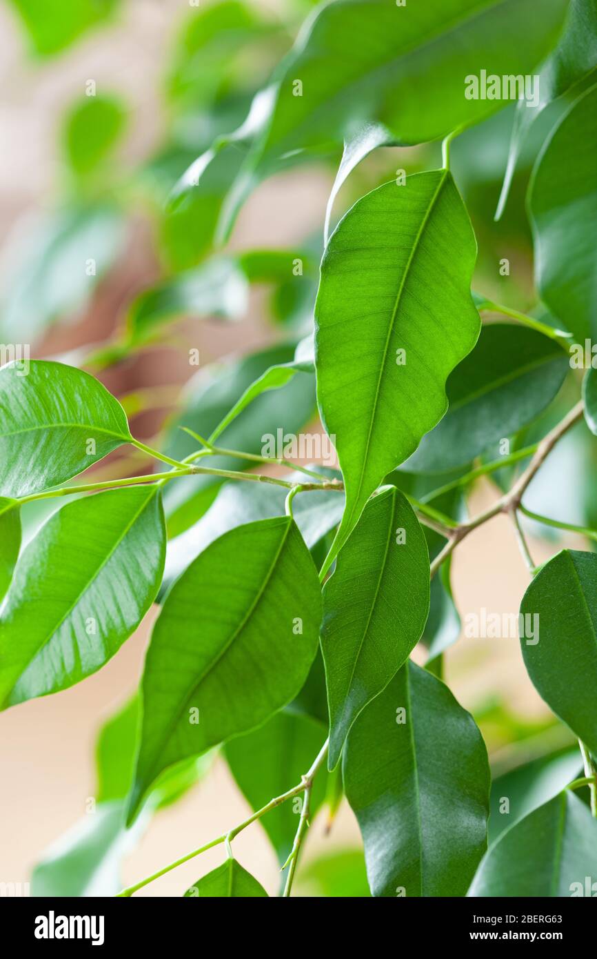 ficus benjamina large green houseplant Stock Photo - Alamy