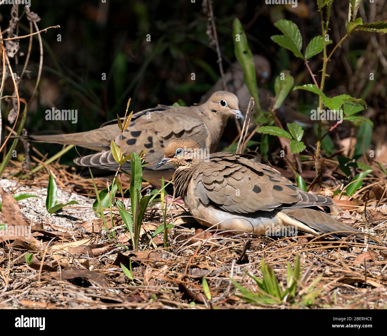 Mourning doves resting on the ground displaying body, head, eye, beak ...