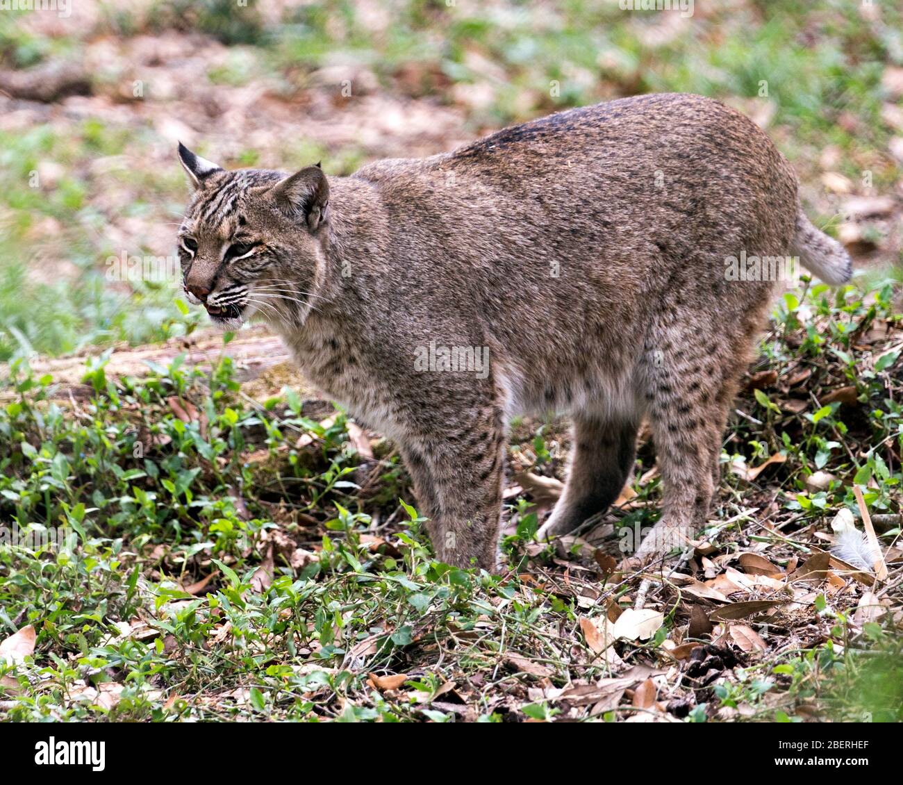 Bobcat animal close up profile view displaying head, ears, eyes, nose ...