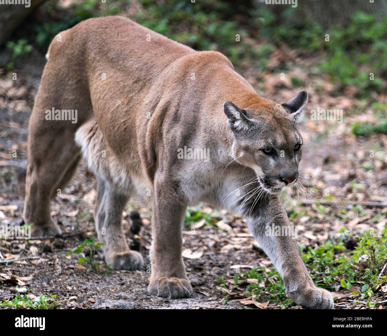 Panther Florida animal close-up profile view, foraging with a foliage ...