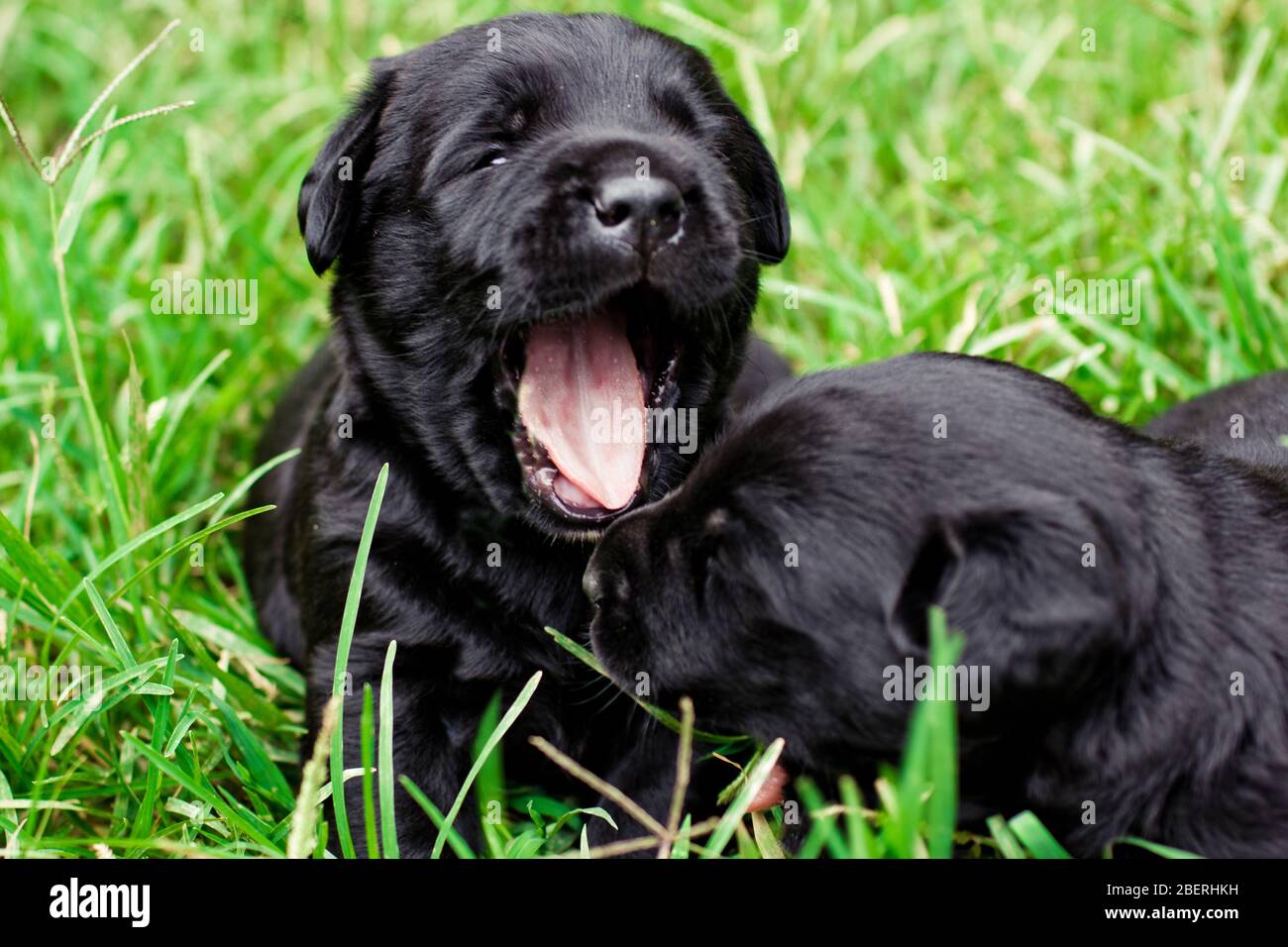 Black And Yellow Labrador Puppies High Resolution Stock Photography and ...