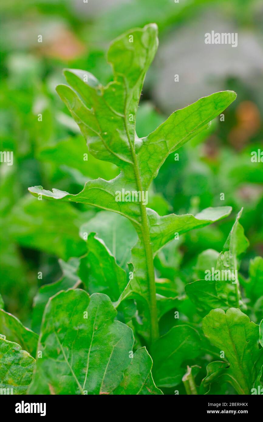 Orgnic Fresh Arugula on the farm Stock Photo - Alamy