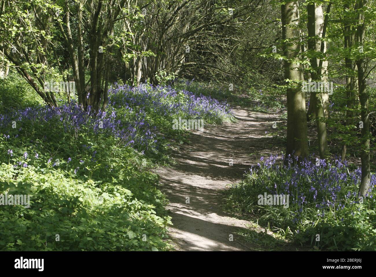 Hanging bluebells hi-res stock photography and images - Alamy