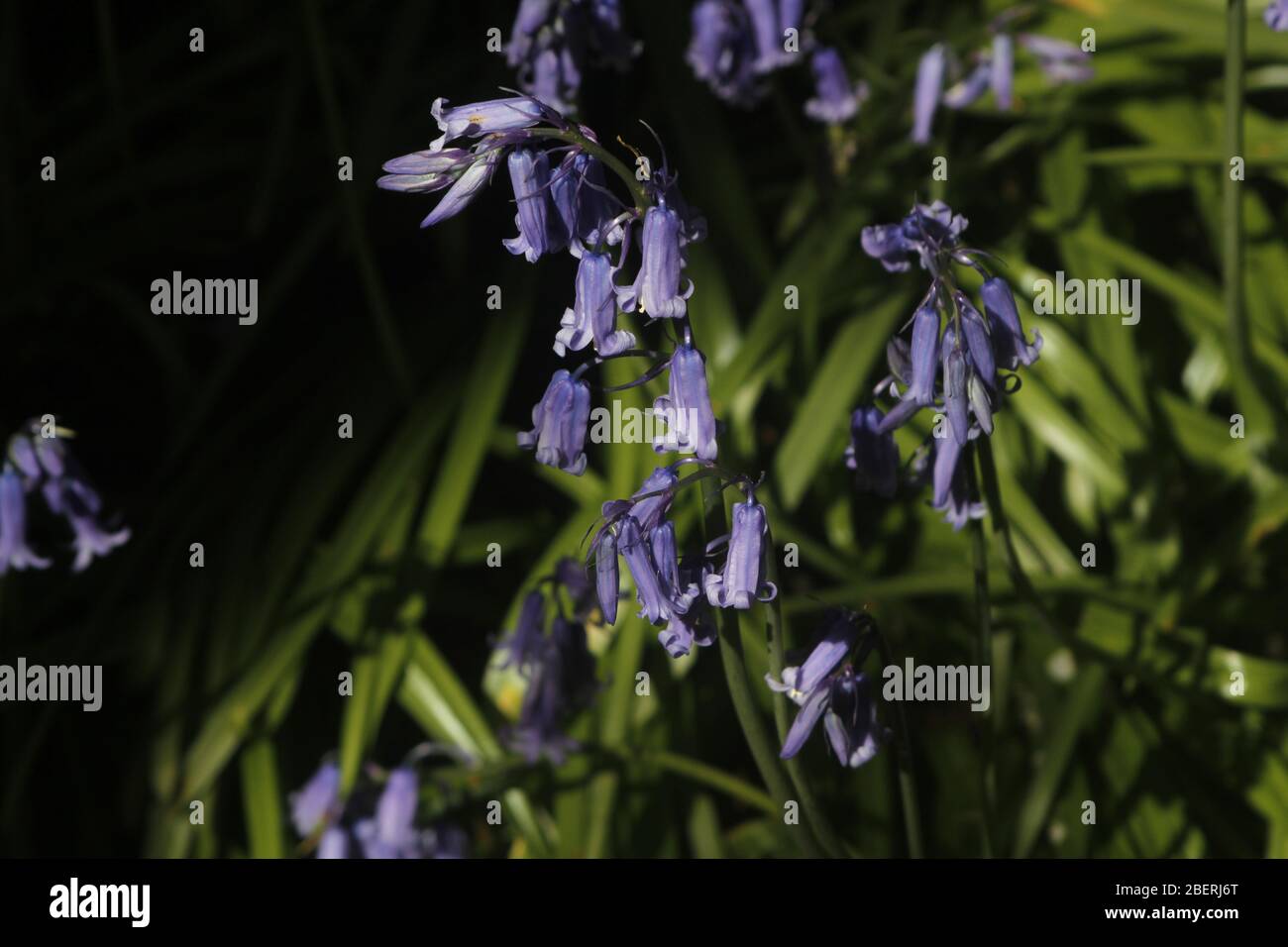 Hanging bluebells hi-res stock photography and images - Alamy