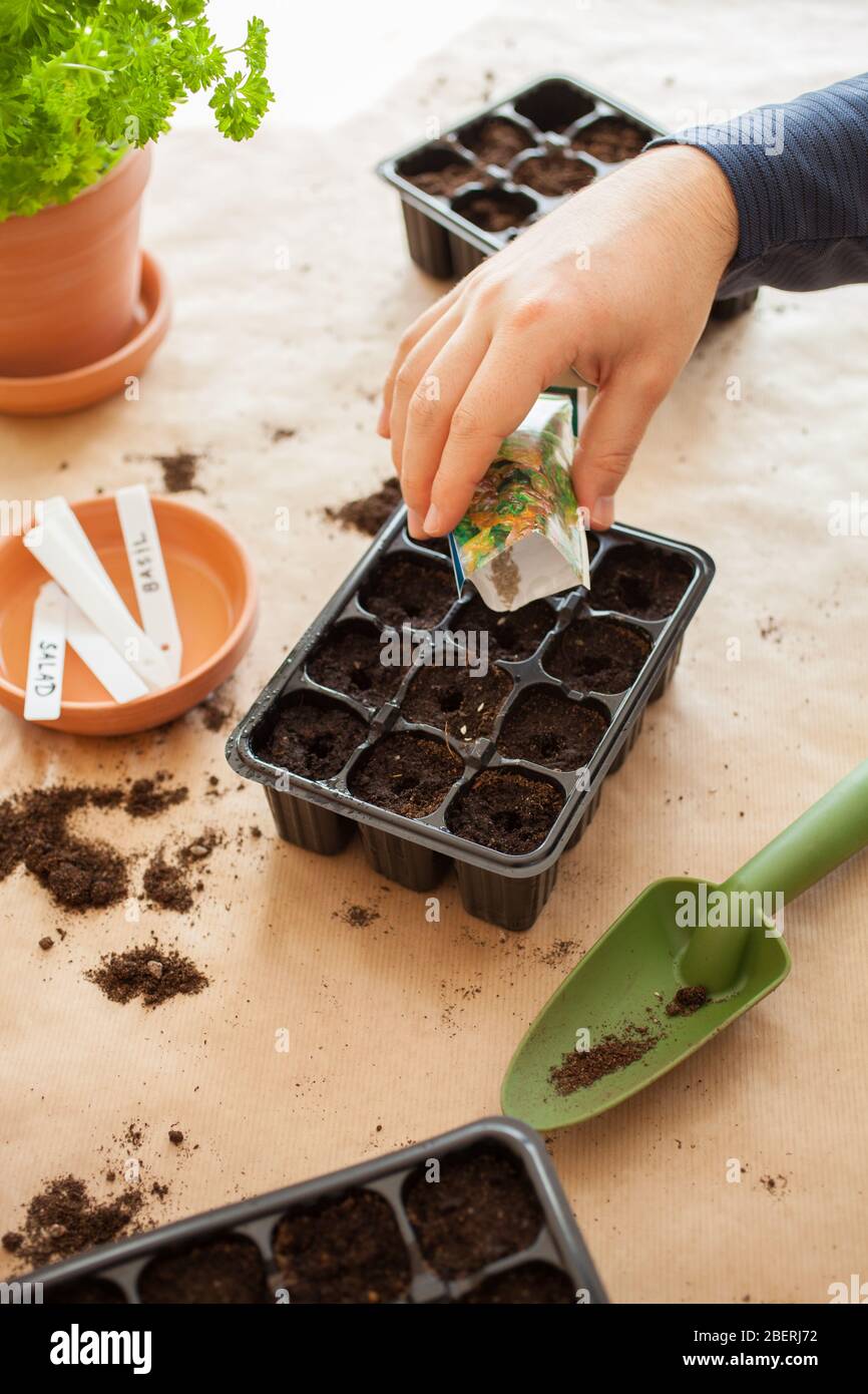 gardening, planting at home. man sowing seeds in germination box Stock ...