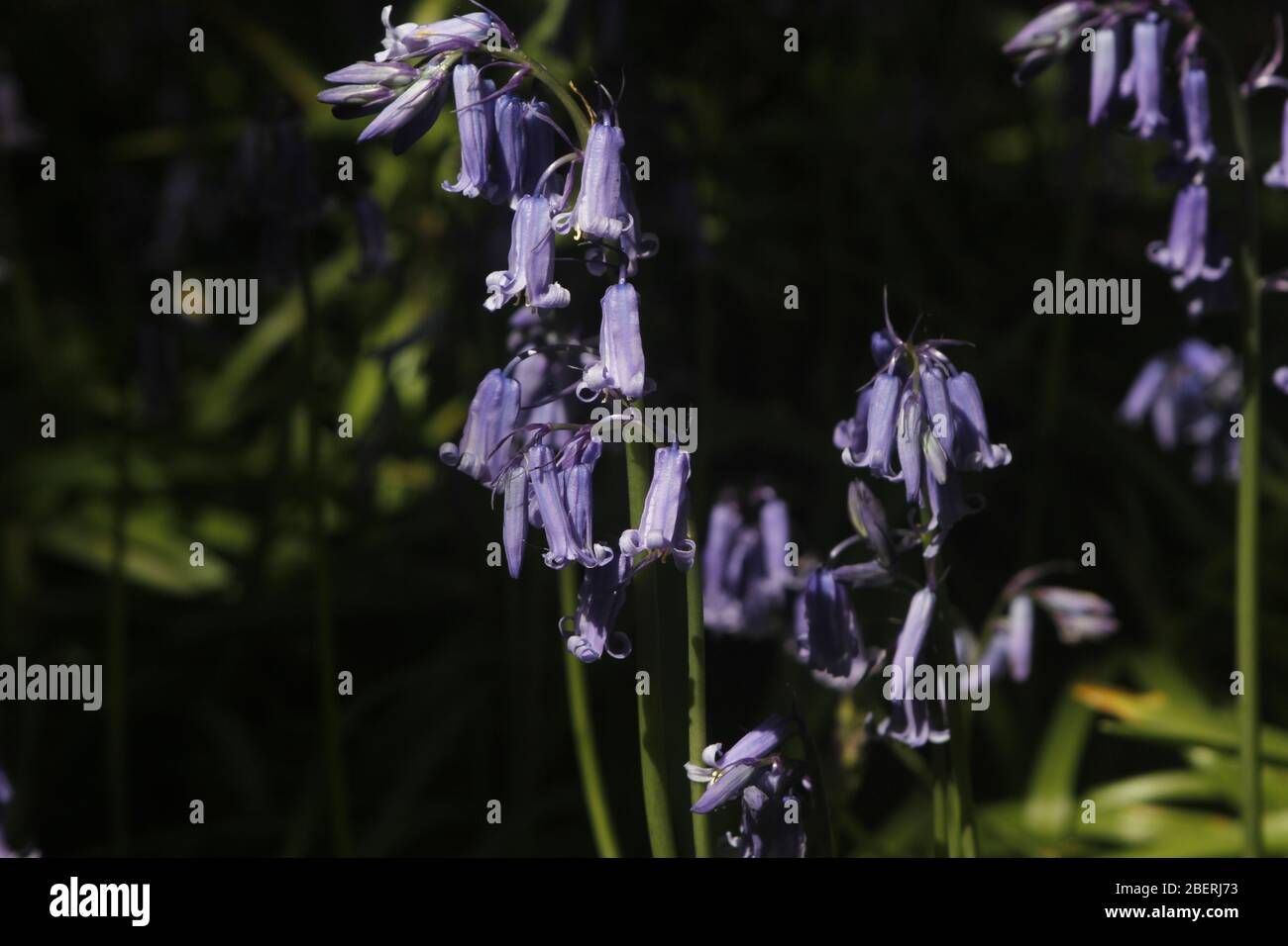 Hanging bluebells hi-res stock photography and images - Alamy