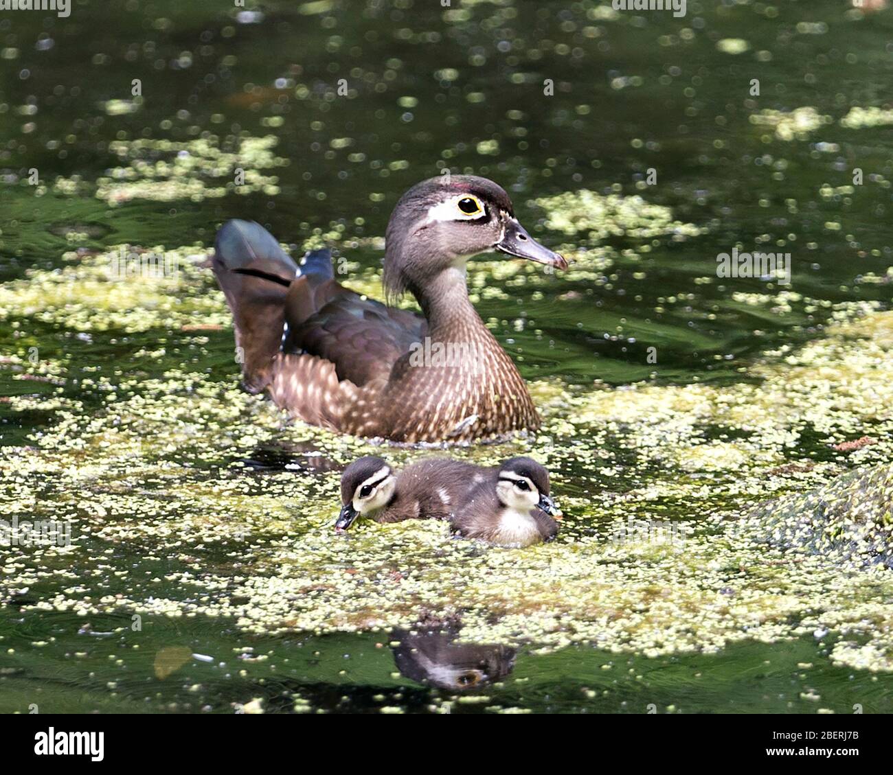 Duck profile photo hi-res stock photography and images - Alamy