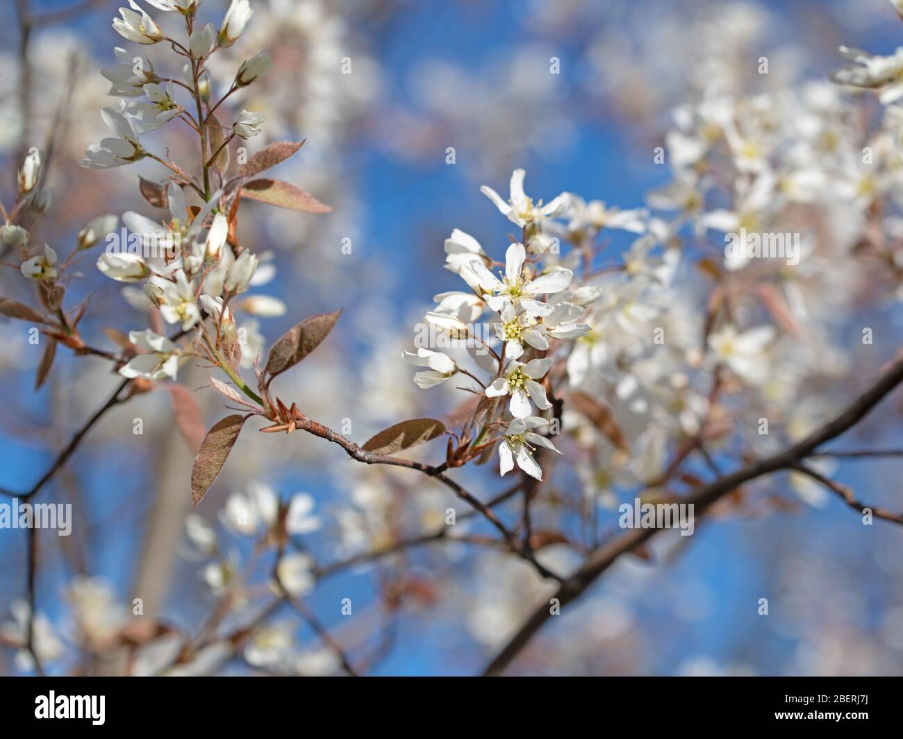 Flowering rock pear, Amelanchier lamarckii, in spring Stock Photo - Alamy
