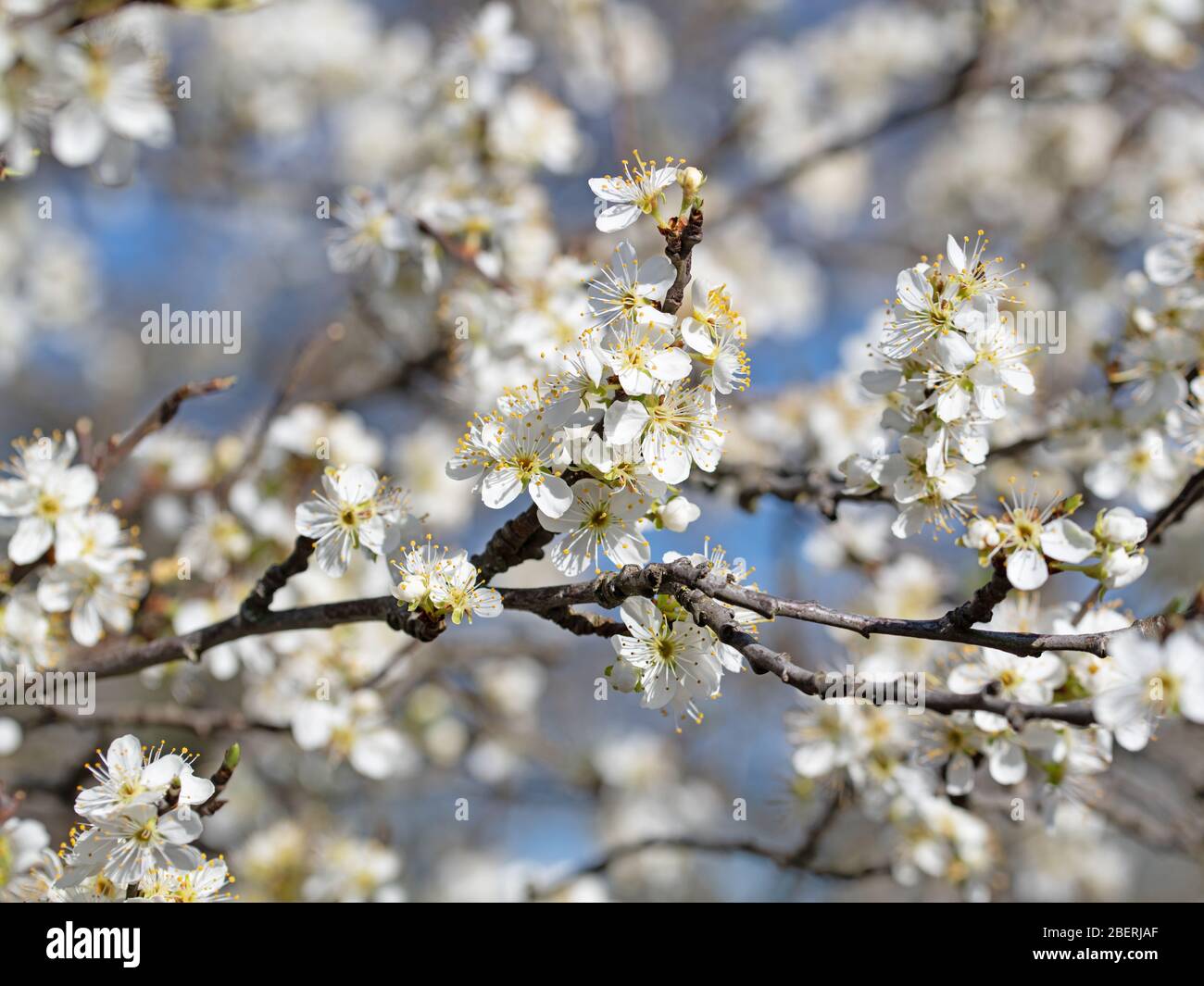 Flowering plums, prunus, in spring Stock Photo - Alamy