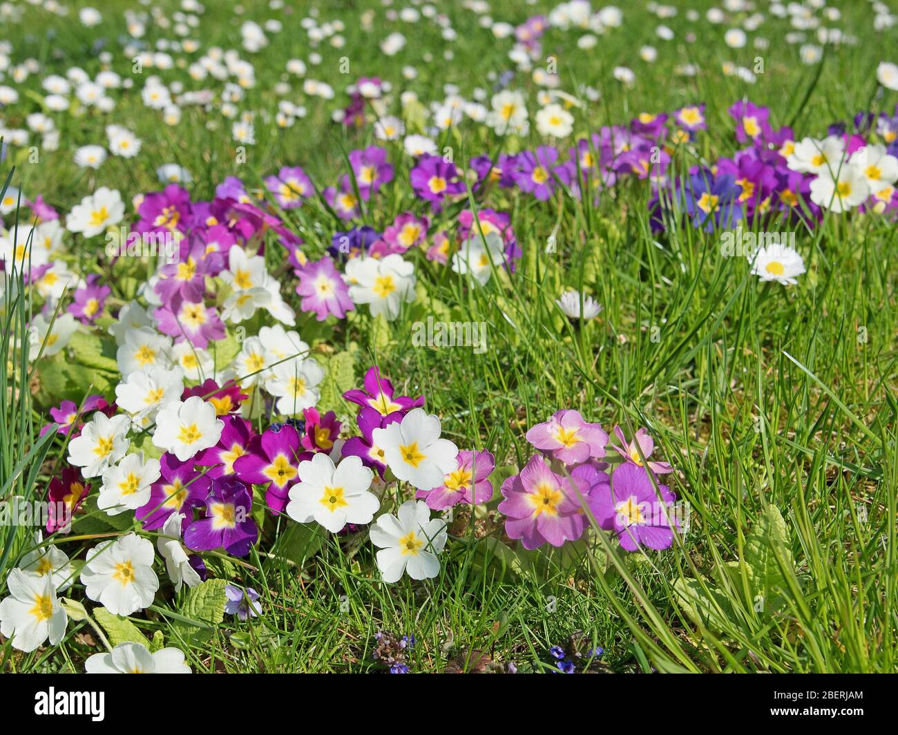 Flowering primroses in spring on the meadow Stock Photo - Alamy