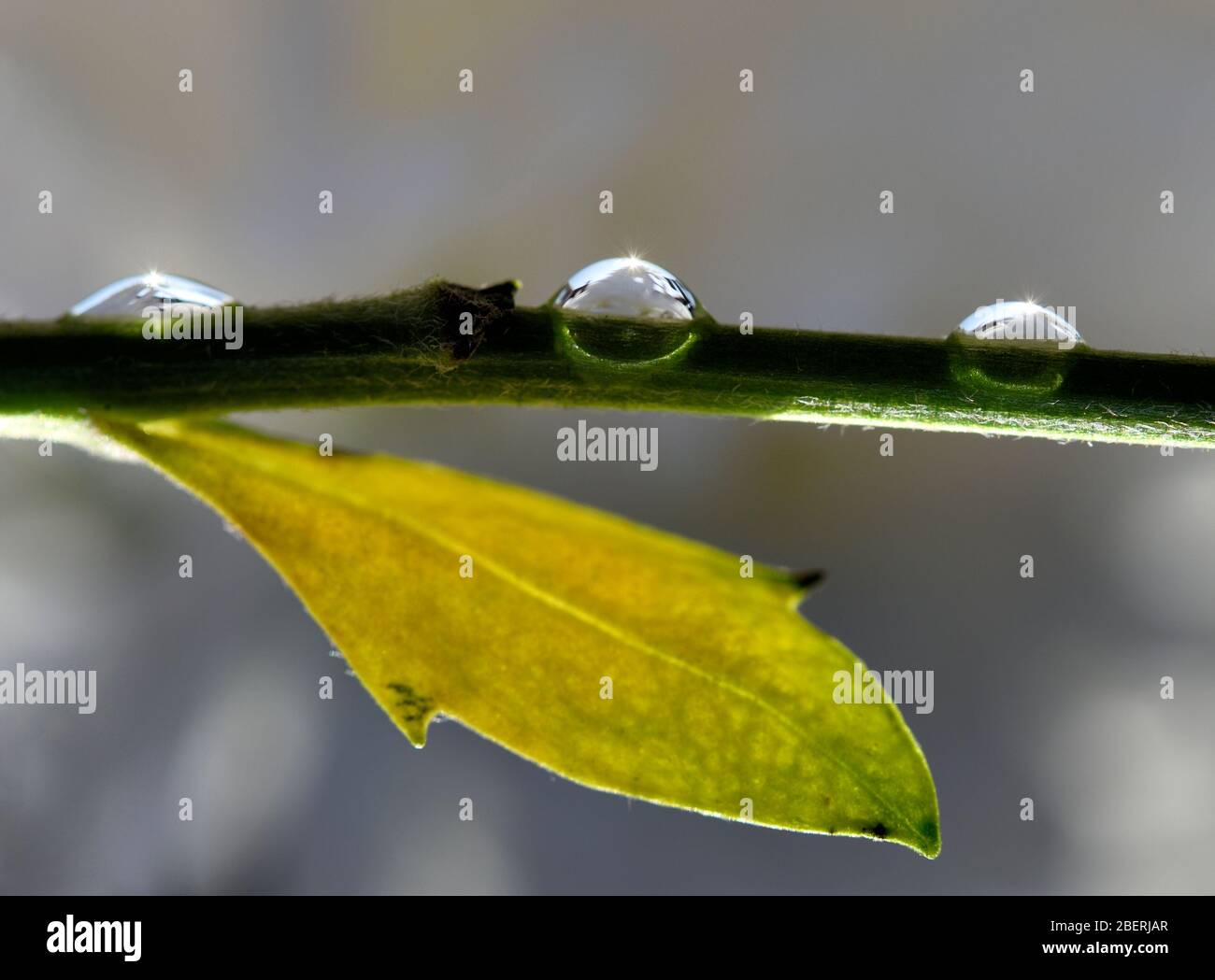Water droplets hanging on a flower stem Stock Photo - Alamy