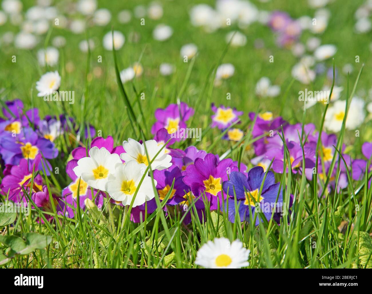 Meadow spring flowers hi-res stock photography and images - Alamy