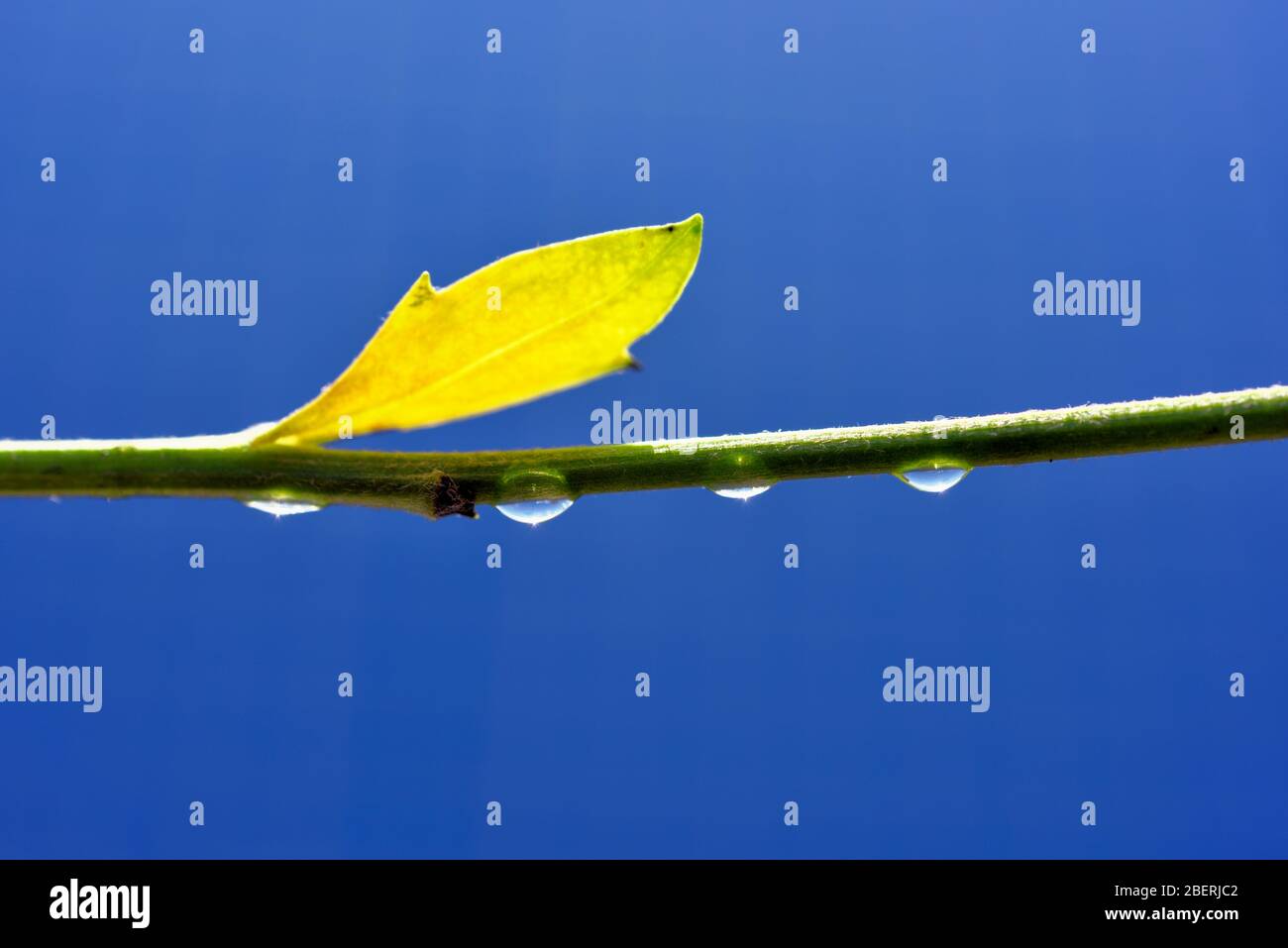 Water droplets hanging on a flower stem Stock Photo - Alamy