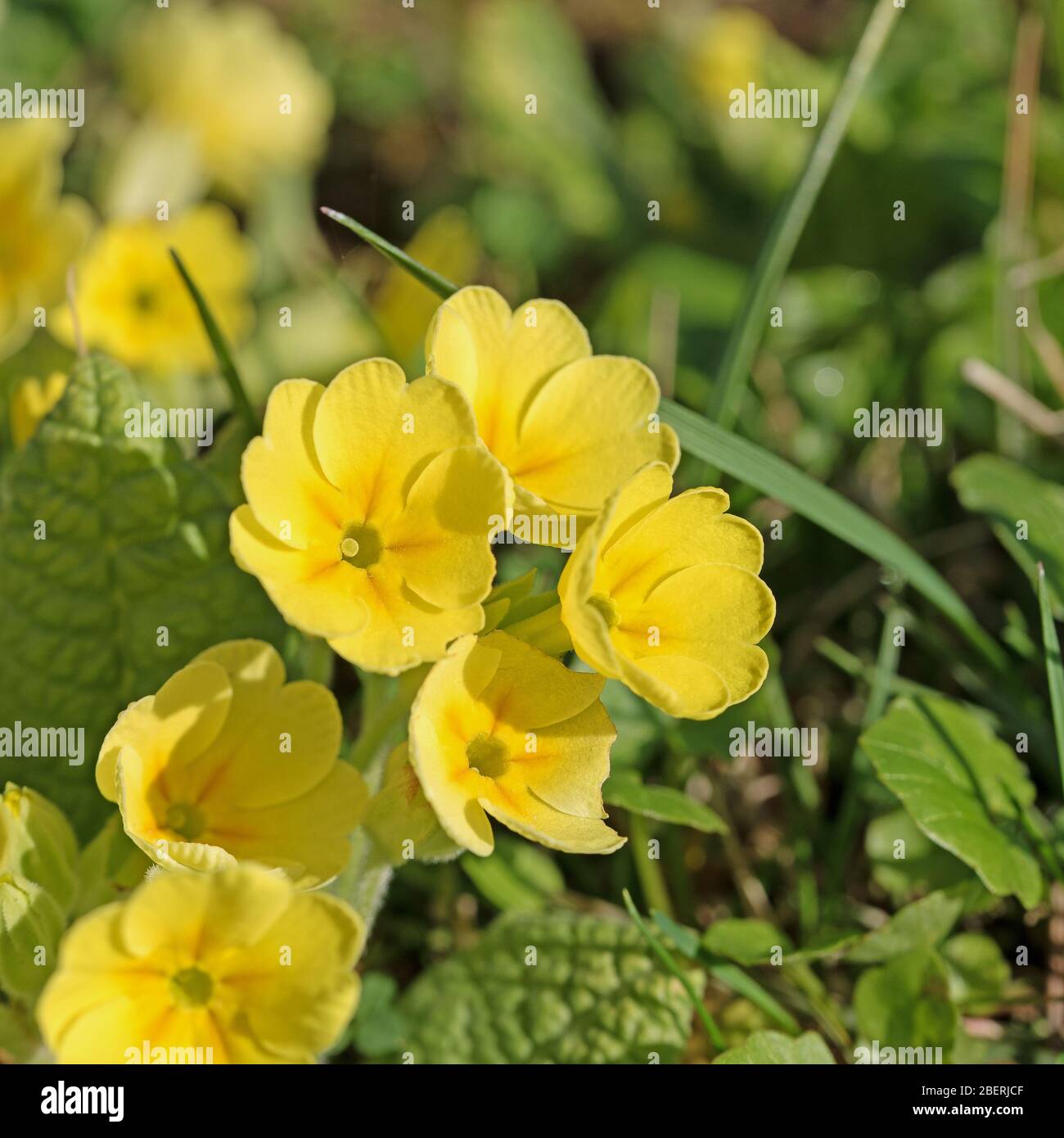 Spring bloosoms hi-res stock photography and images - Alamy