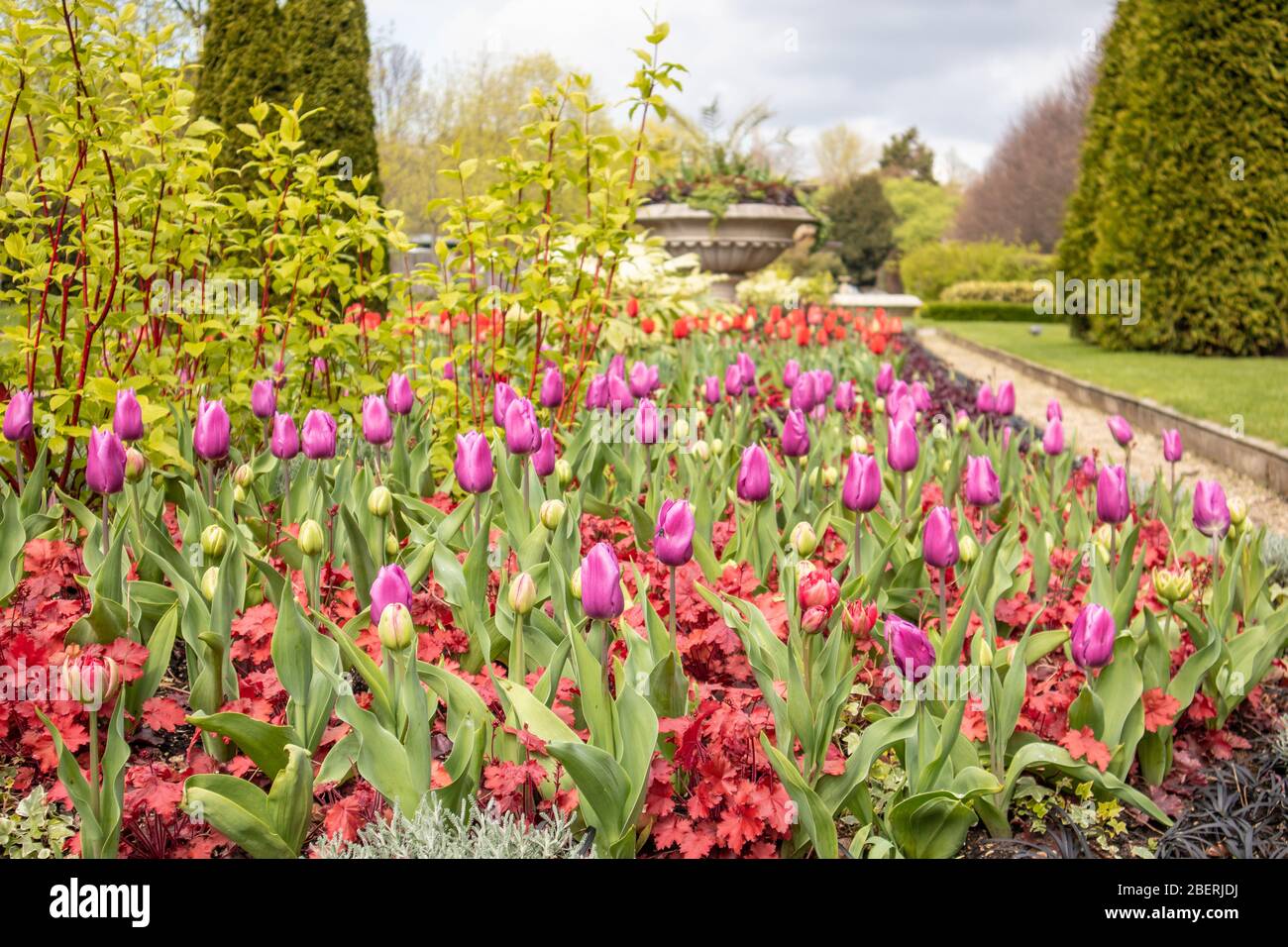 London, England - APRIL 3, 2019: Beautiful tulips in Regent's Park in ...