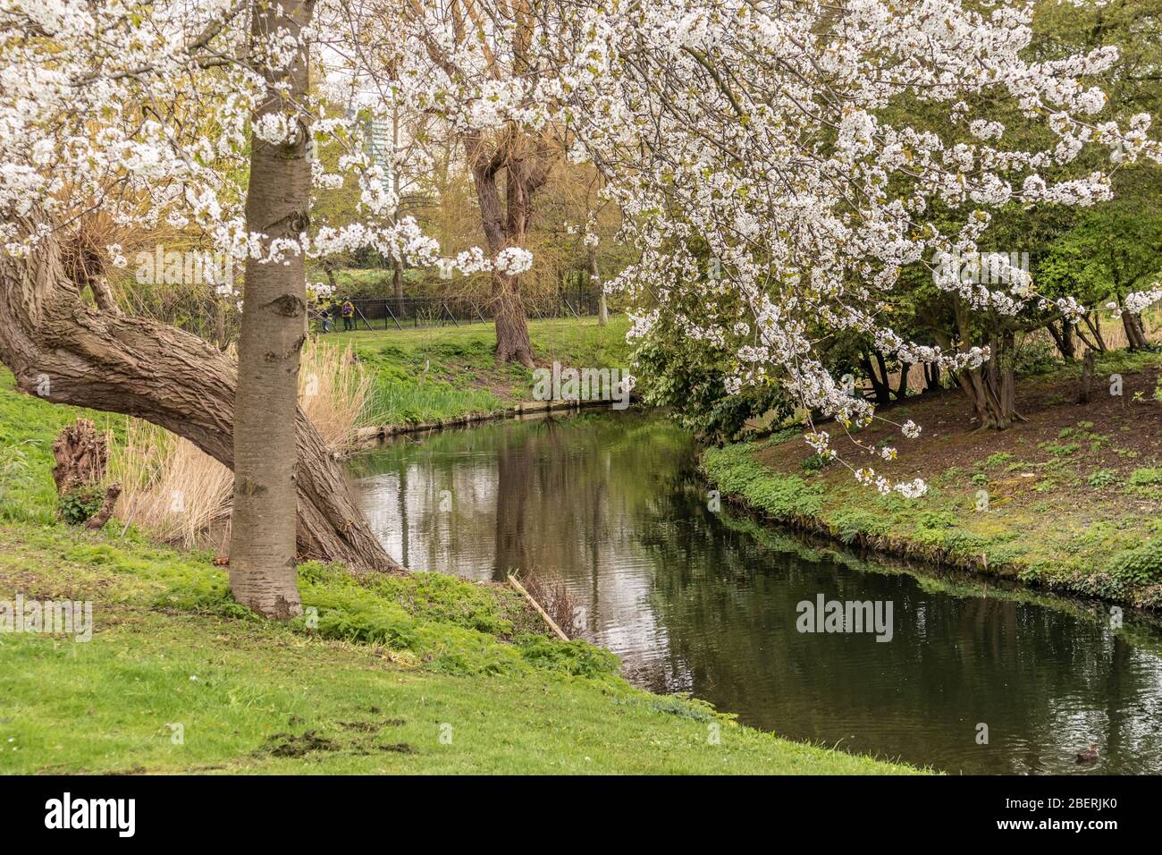 London, England - APRIL 3, 2019: Beautiful trees in Regent's Park in ...