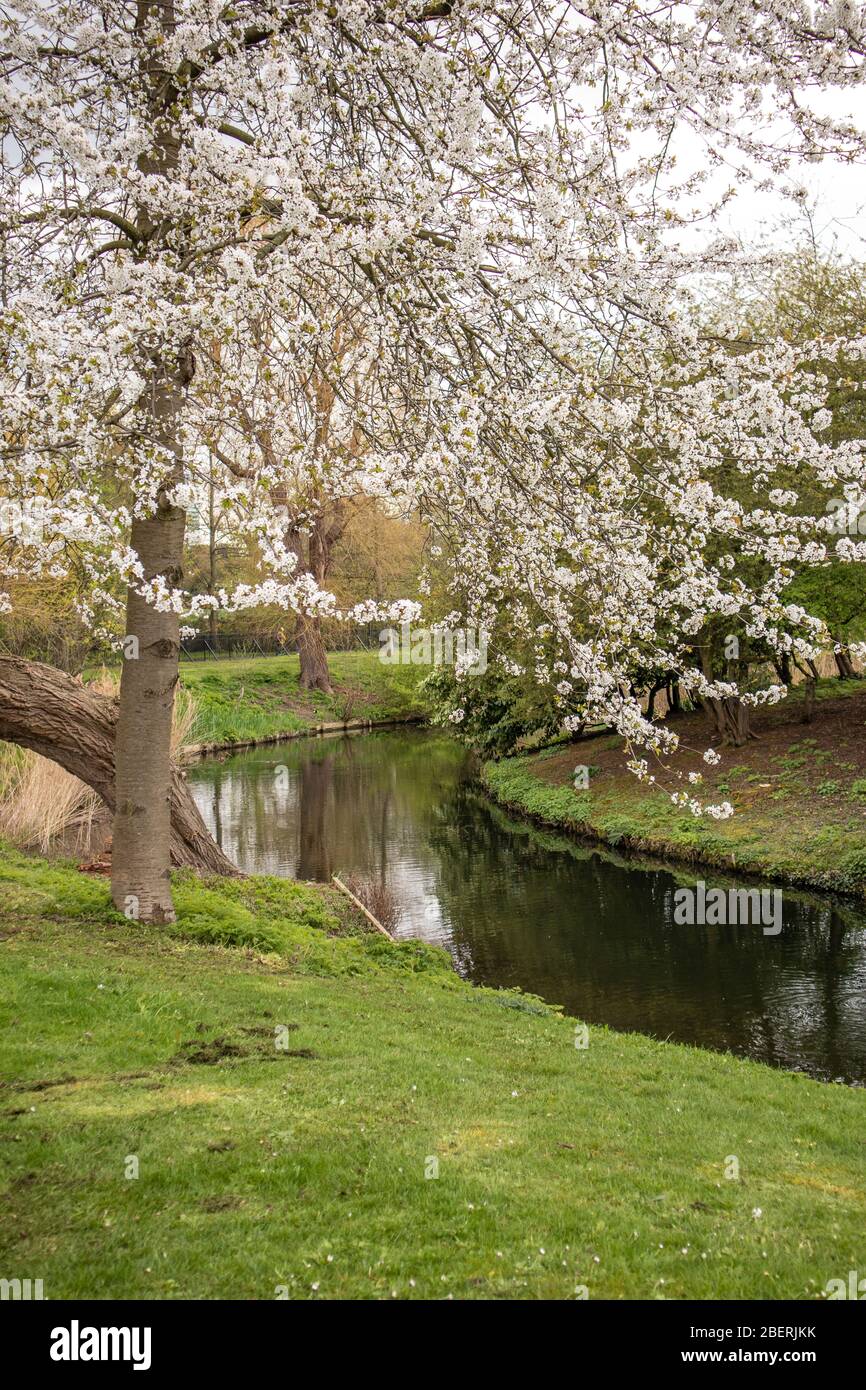 London, England - APRIL 3, 2019: Beautiful trees in Regent's Park in ...